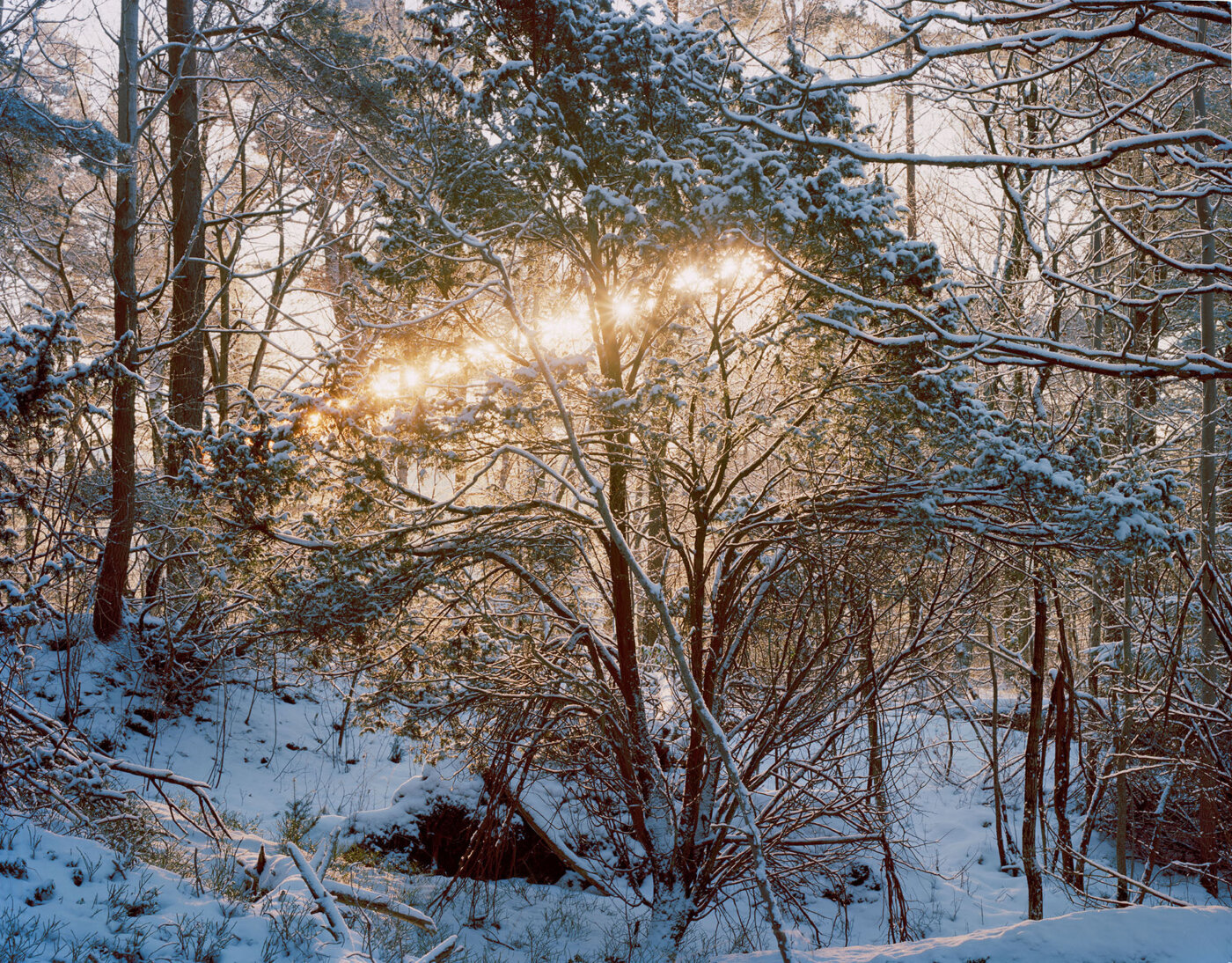 Sub arboribus ambulo – Gothenburg Botanical Garden - Hendrik Zeitler
